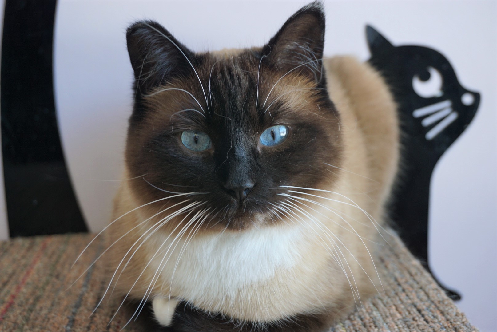 Flora – RESCUE Siamese & stray cats