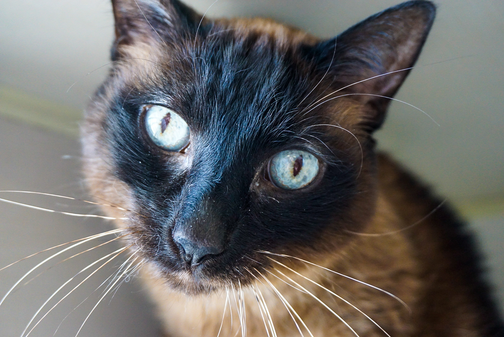 Merlin – Rescue Siamese & Stray Cats