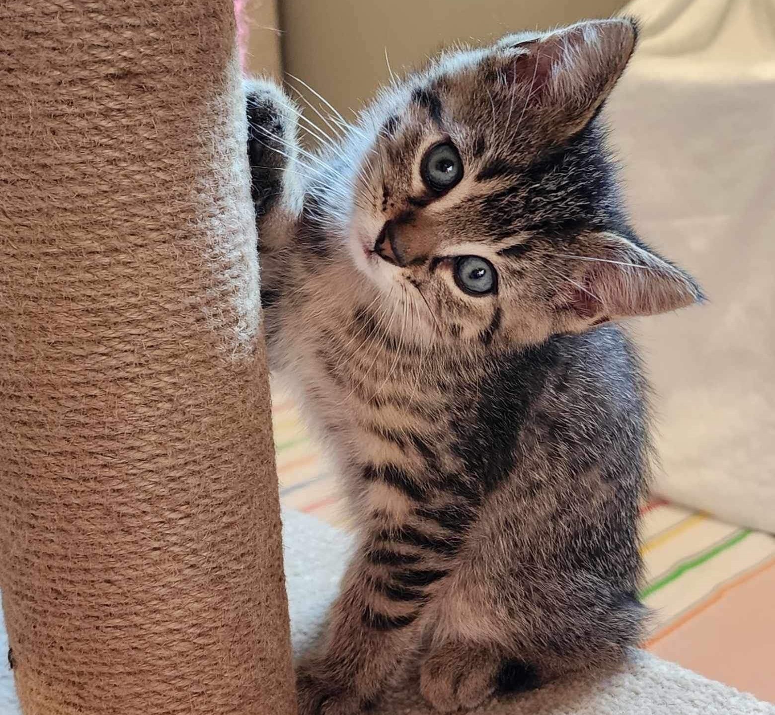 TinyTimmy – Rescue Siamese & Stray Cats