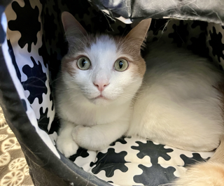 Bert Small – Rescue Siamese & Stray Cats