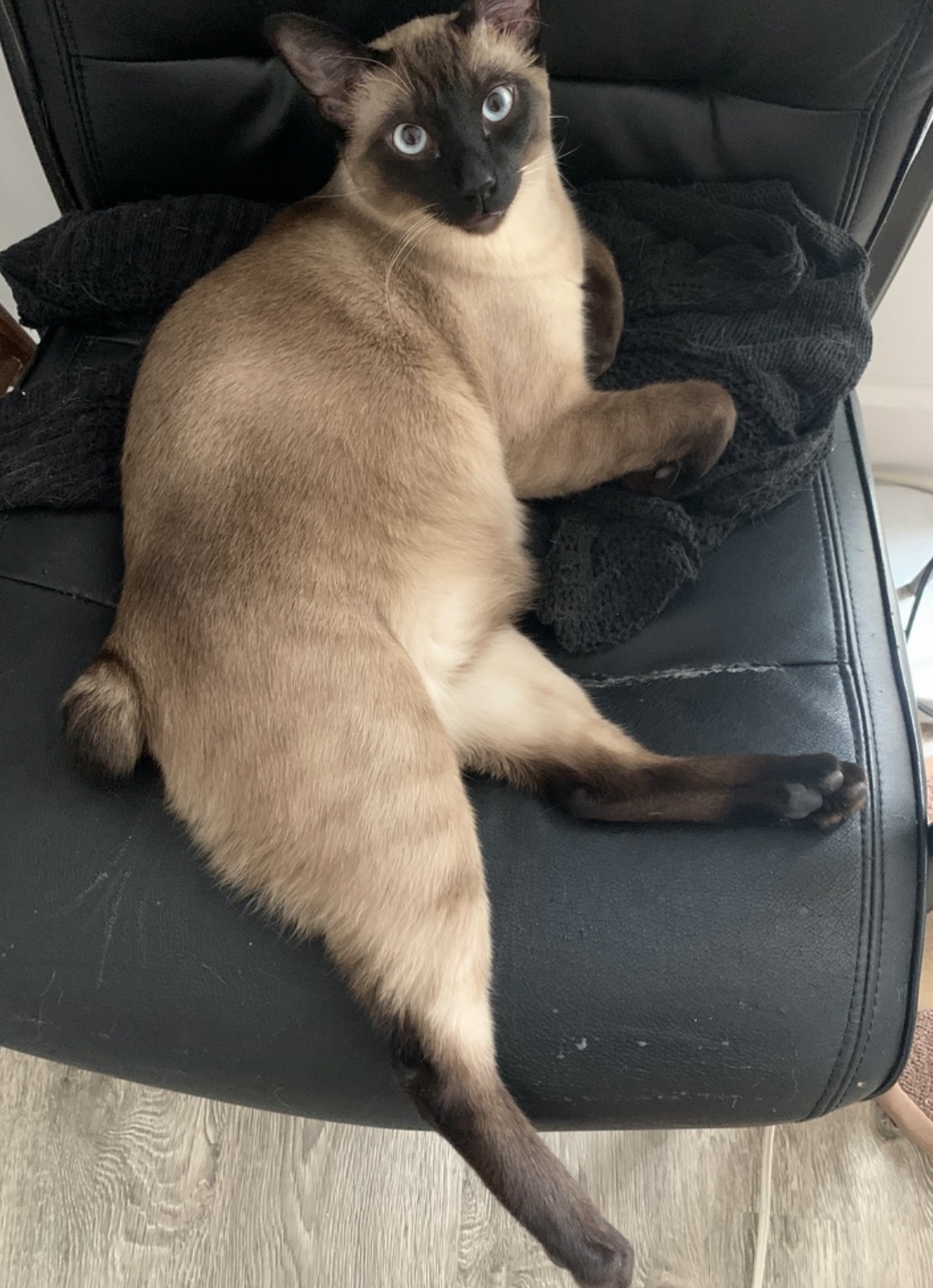 Koko – Rescue Siamese & Stray Cats