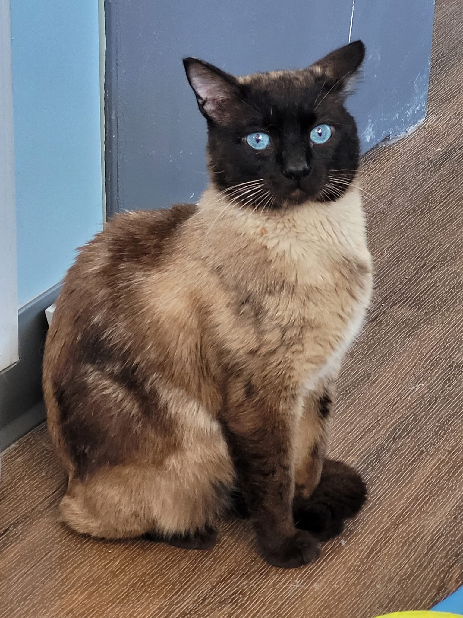 Ling – Rescue Siamese & Stray Cats