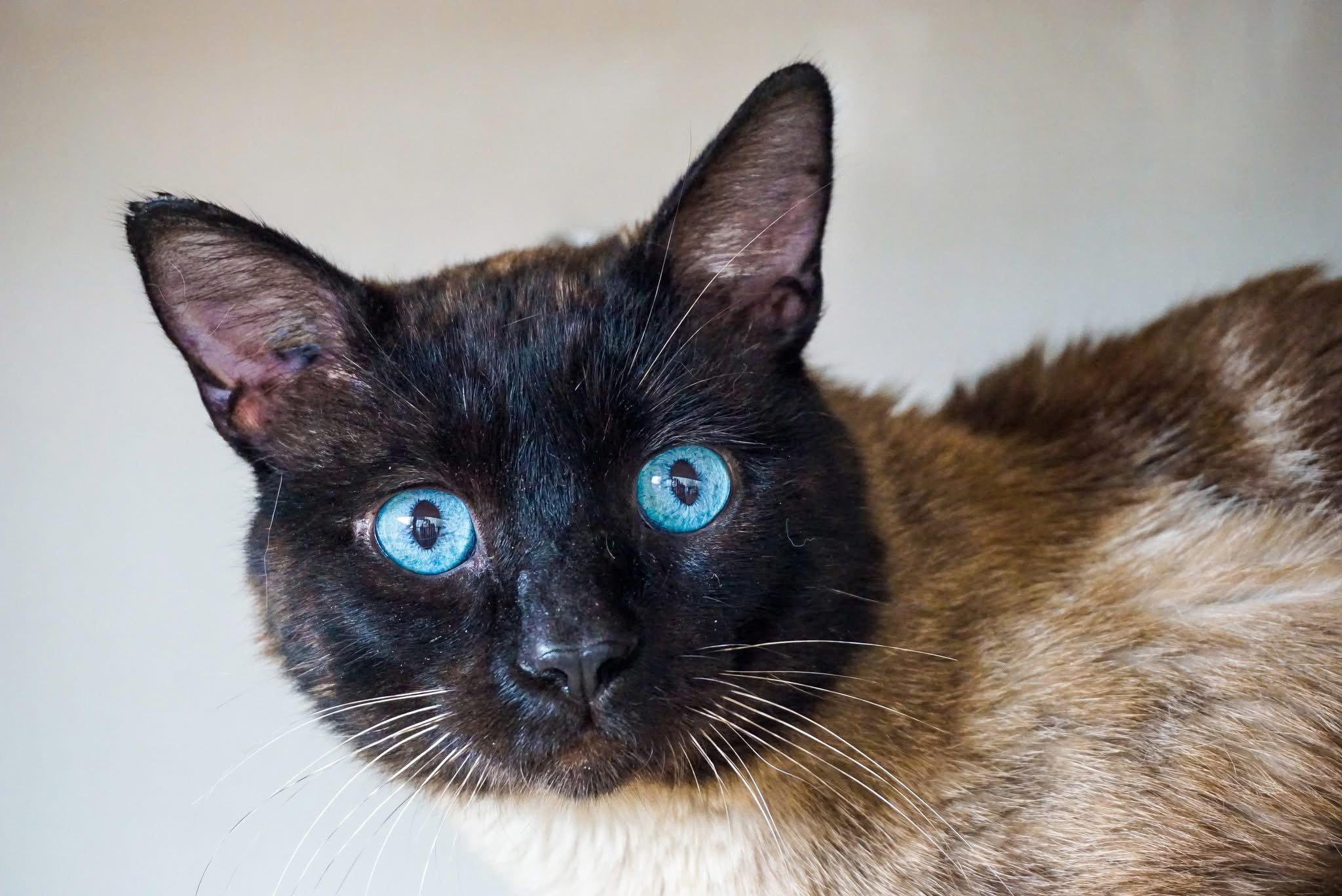 Ling – Rescue Siamese & Stray Cats