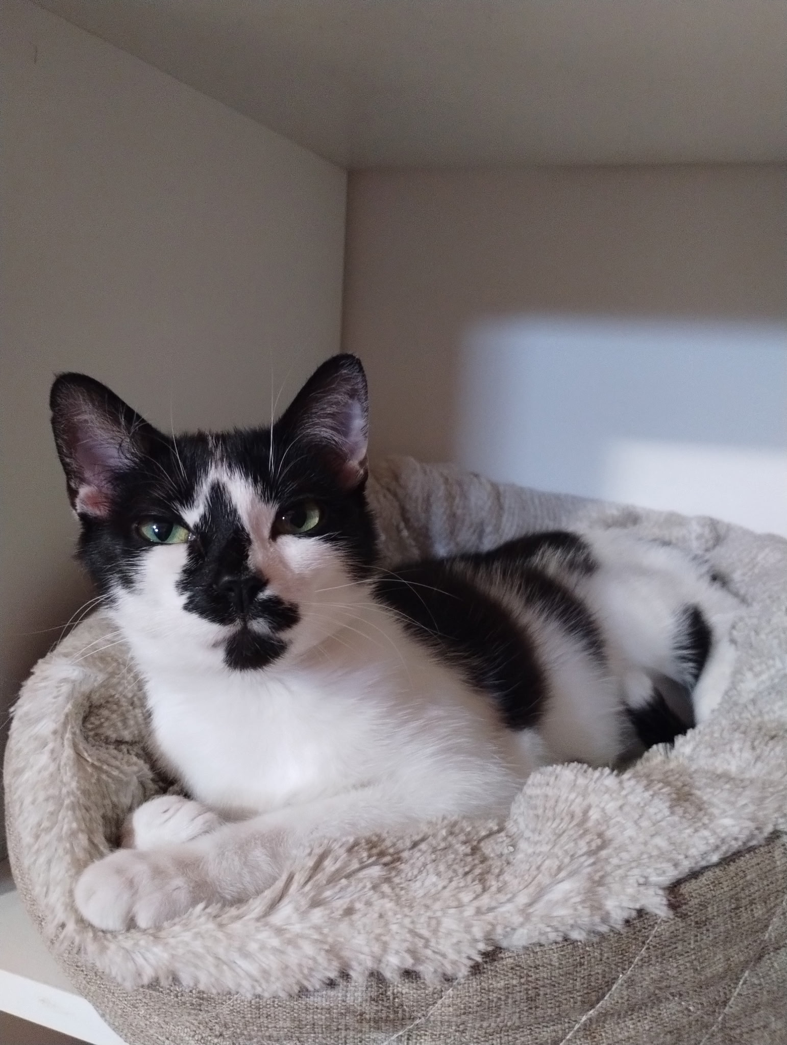 Rory – Rescue Siamese & Stray Cats