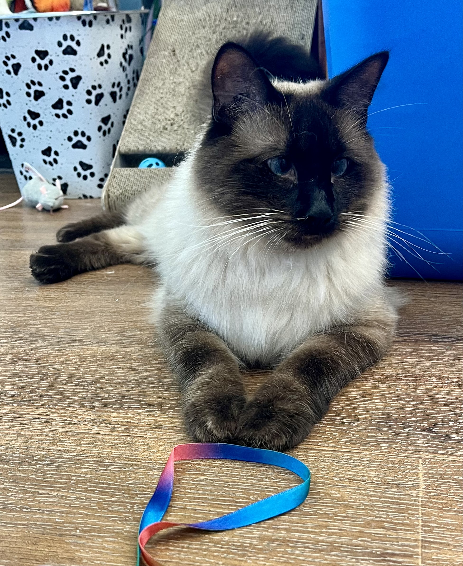 Milo s – Rescue Siamese & Stray Cats