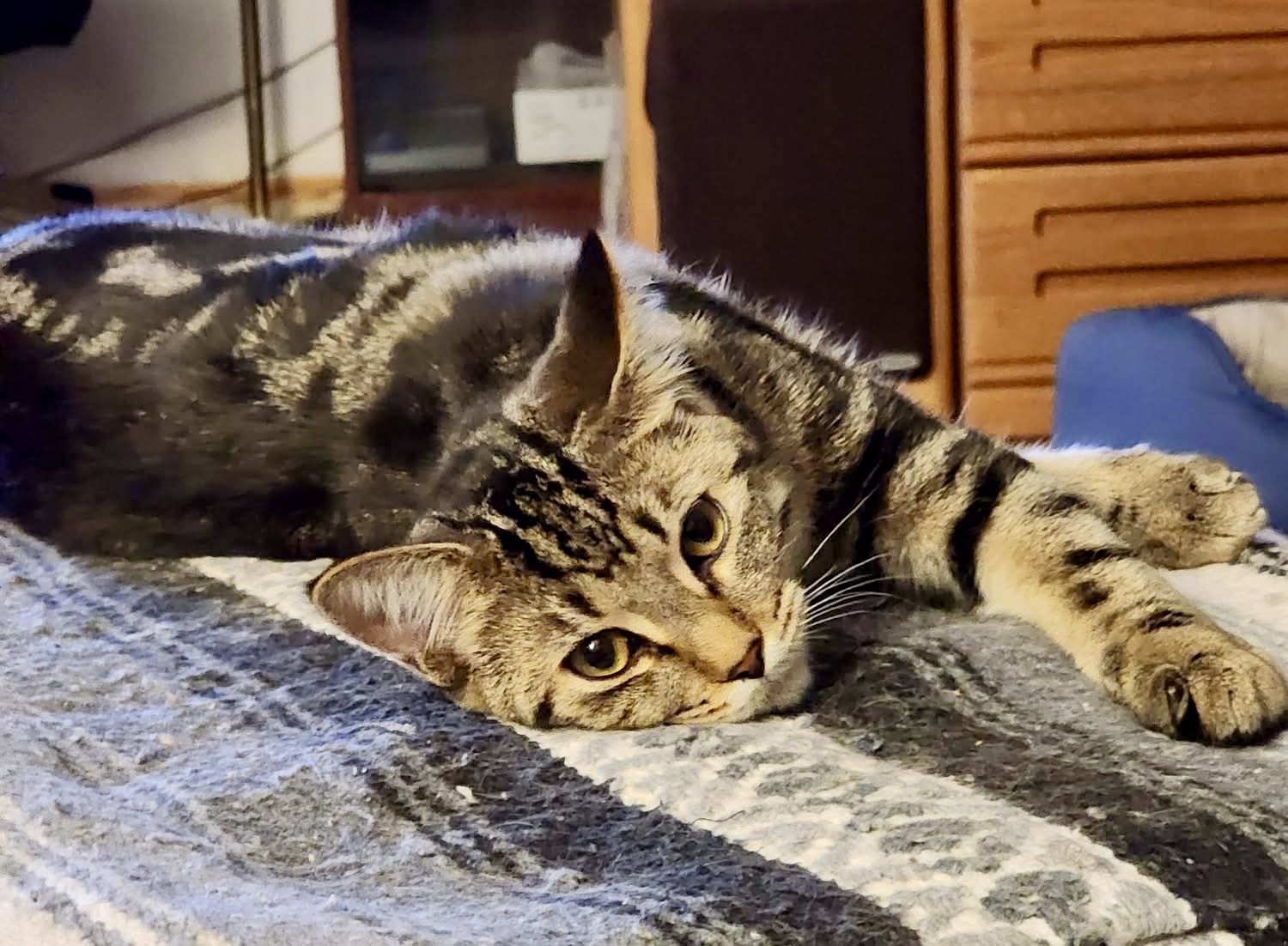 snuggles – Rescue Siamese & Stray Cats